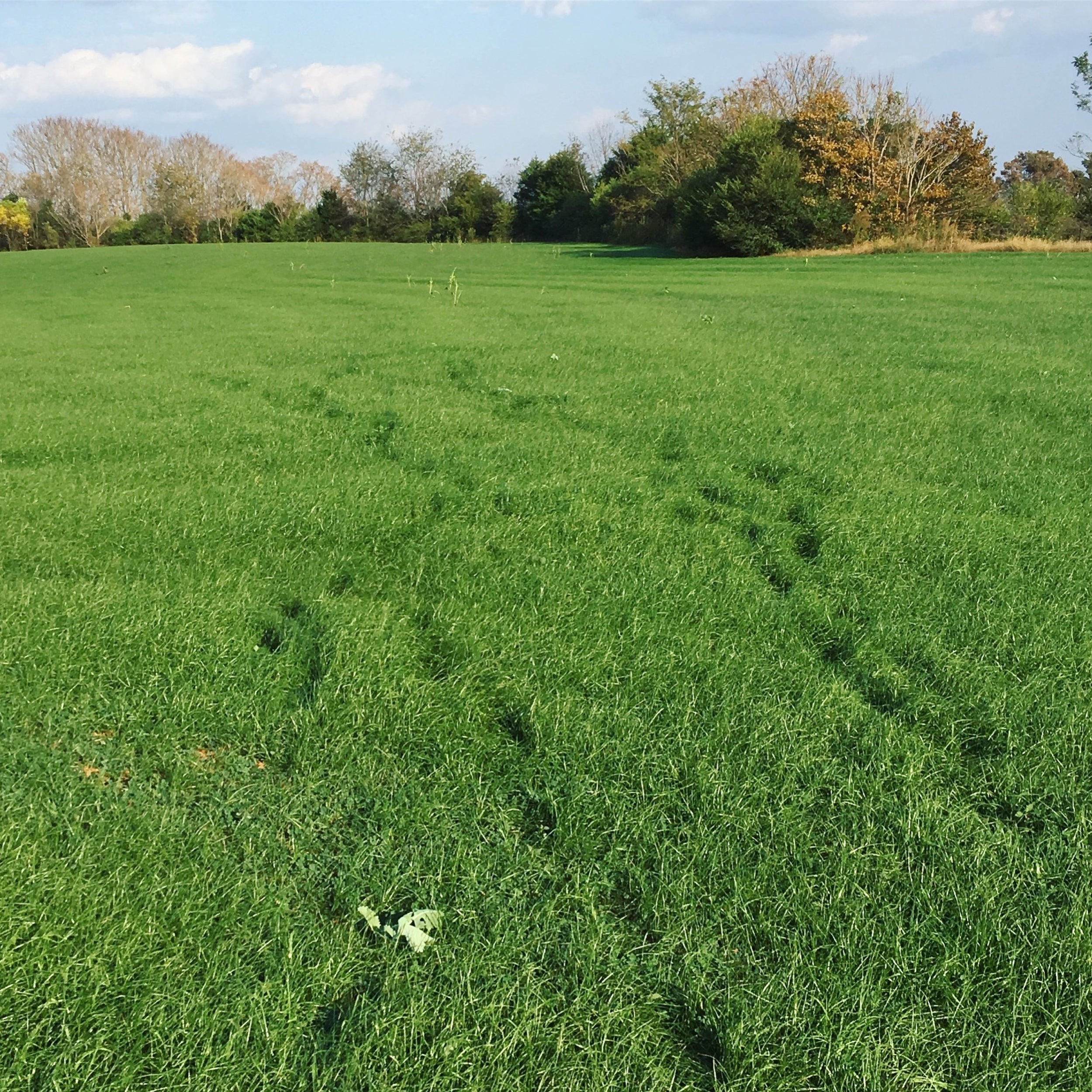 Annual Ryegrass – Clifton Seed Company