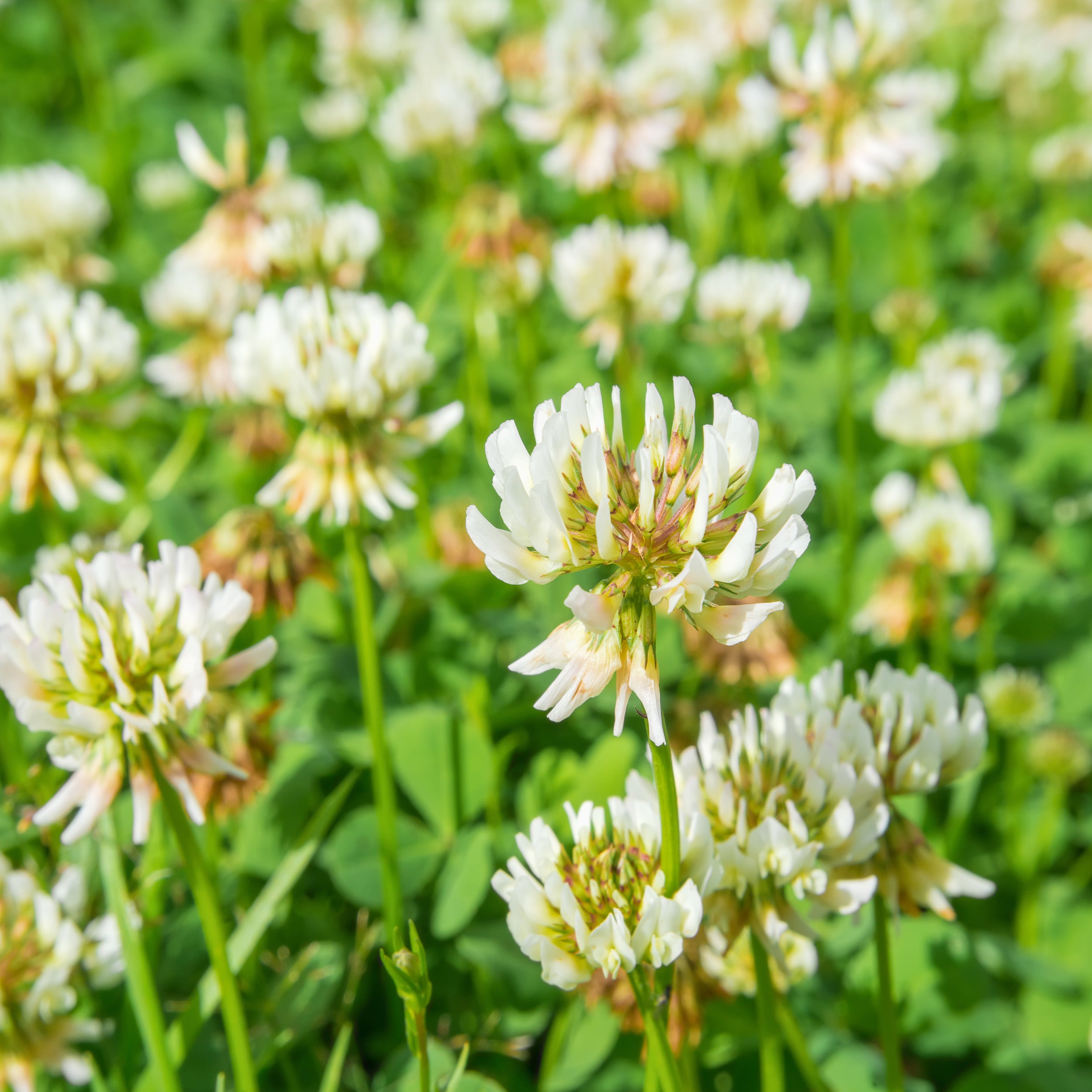 Cover Crops / Forage – Clifton Seed Company