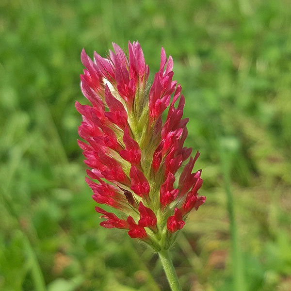 Clover – Clifton Seed Company