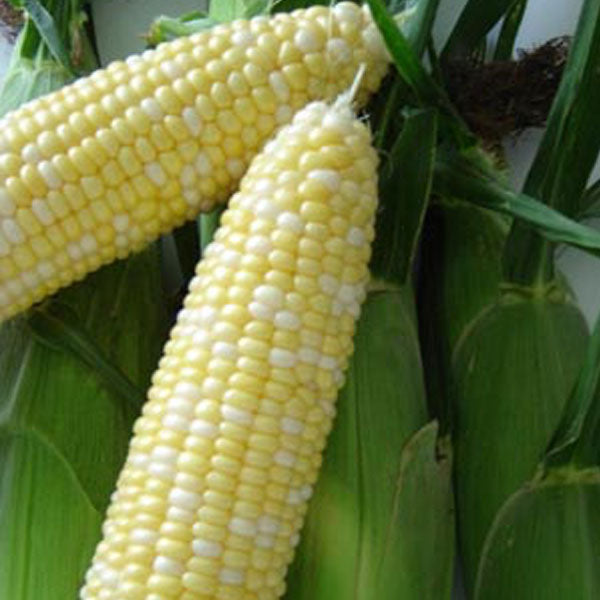 Corn – Clifton Seed Company