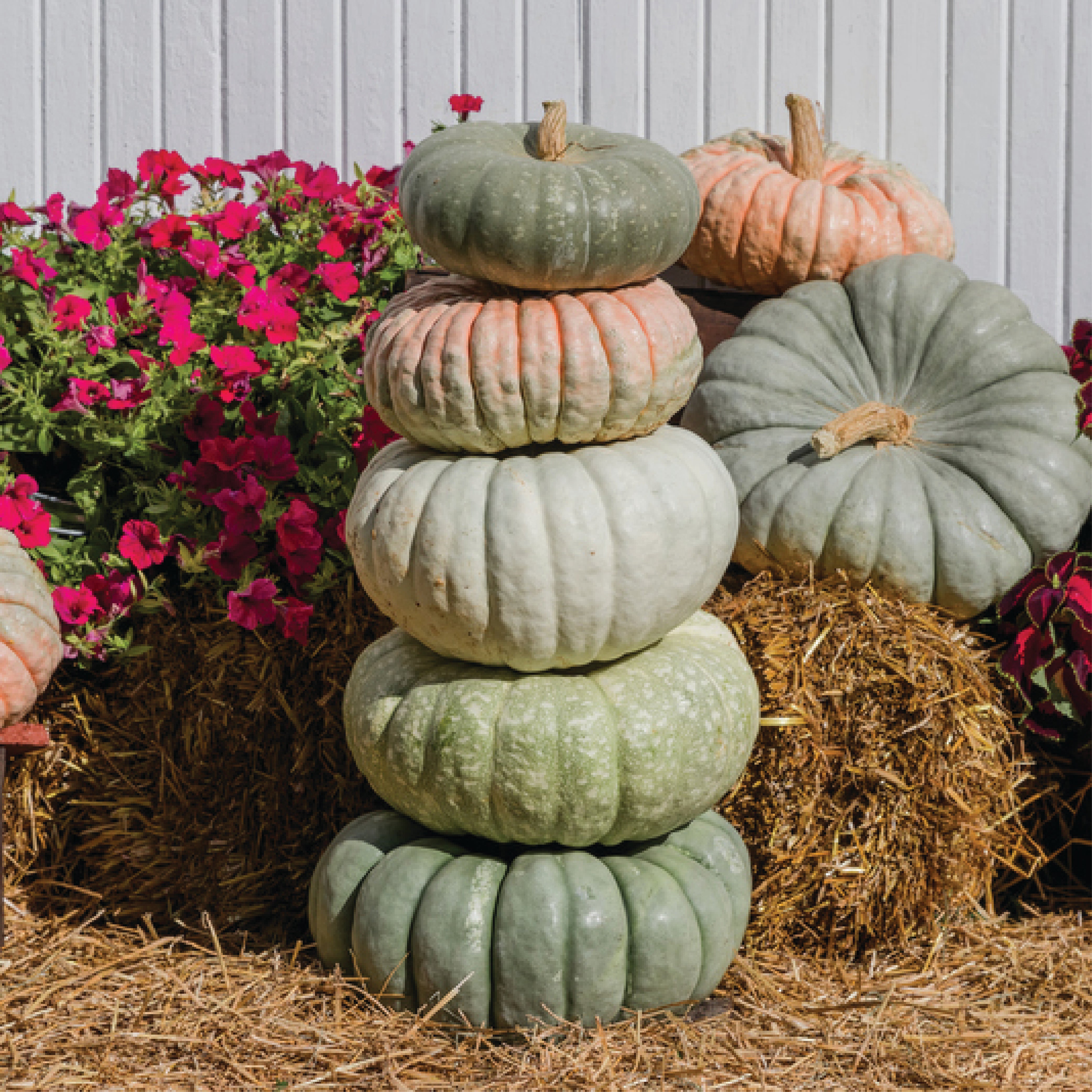 Calico Belle – Clifton Seed Company