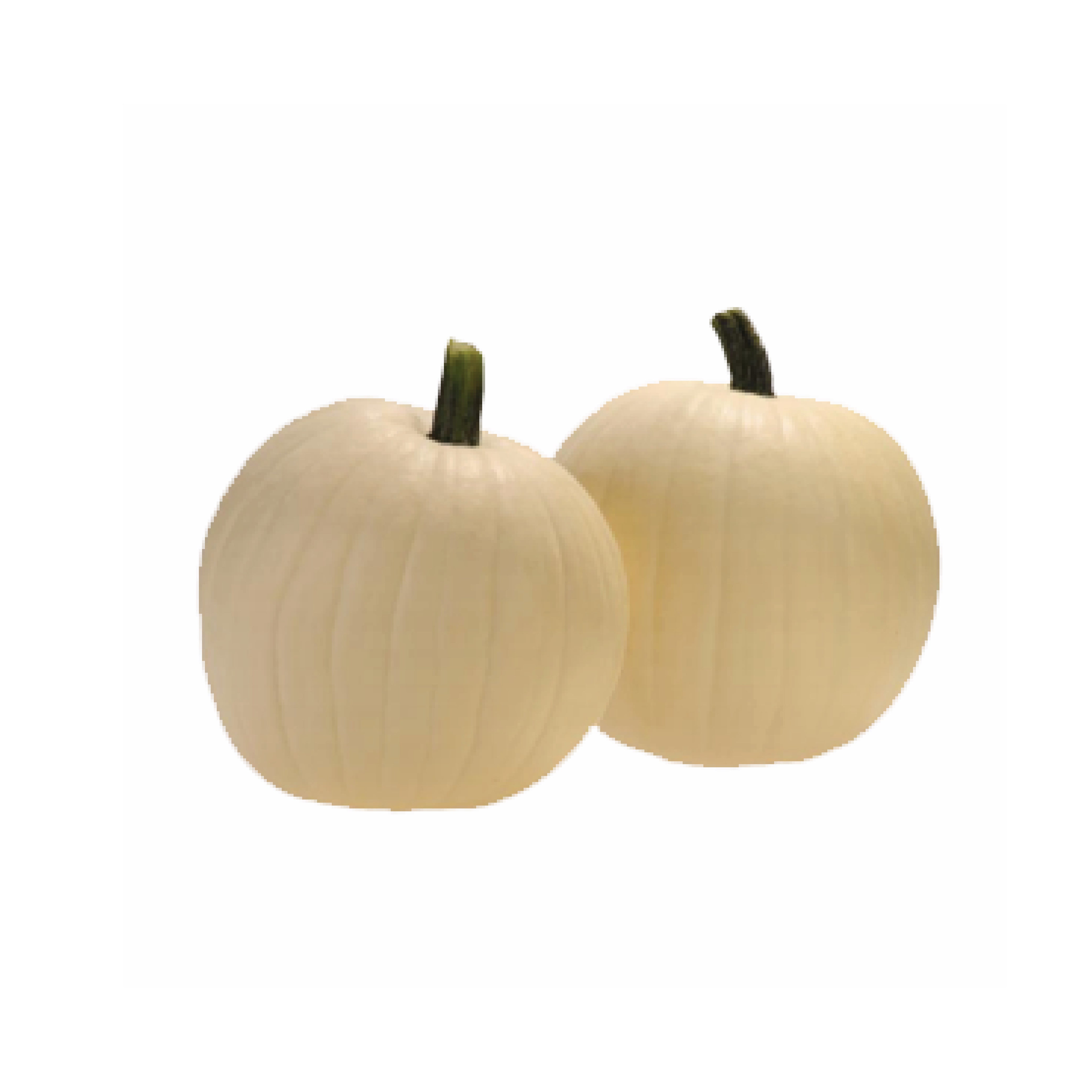 Moon Beam White – Clifton Seed Company