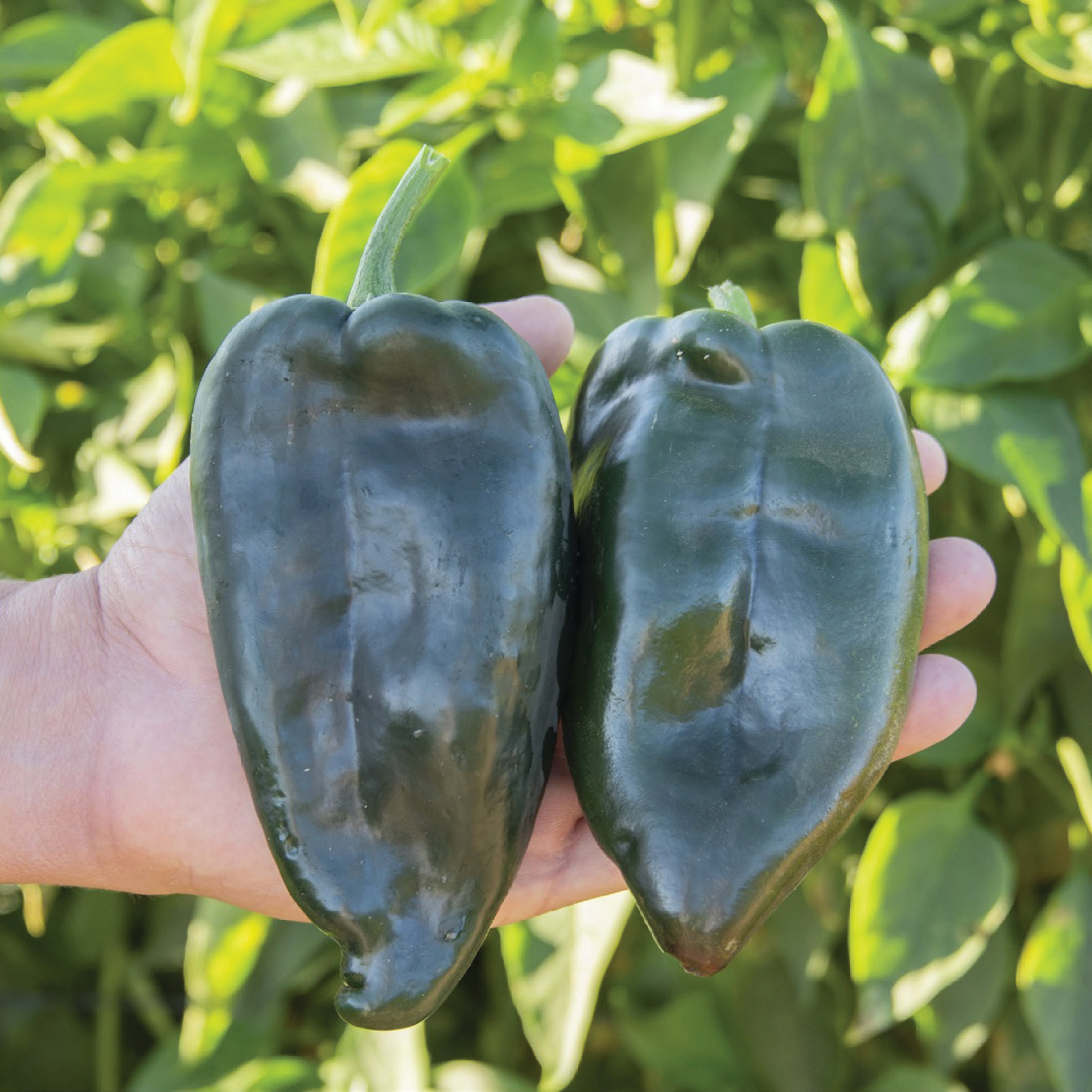 Teca – Clifton Seed Company