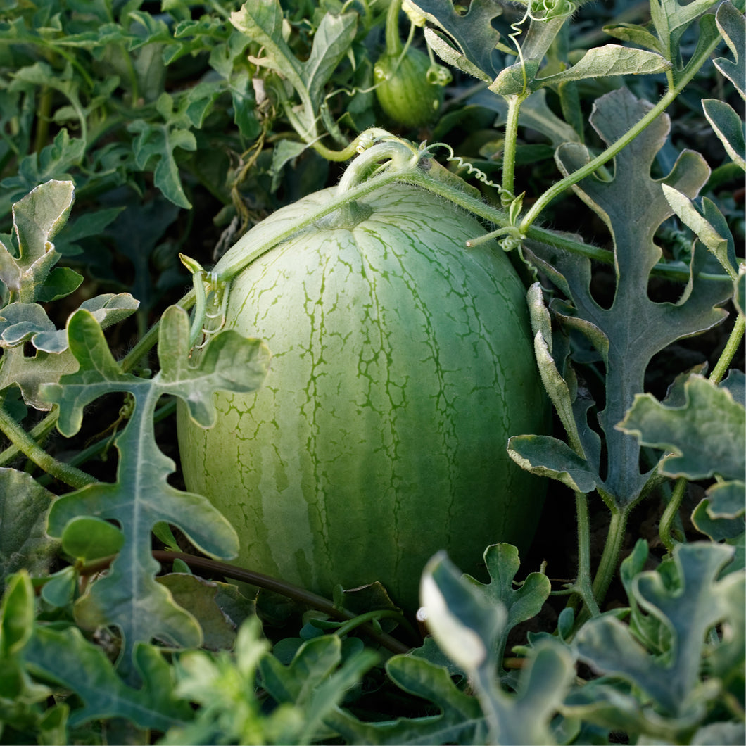 Ace Plus, SALE – Clifton Seed Company