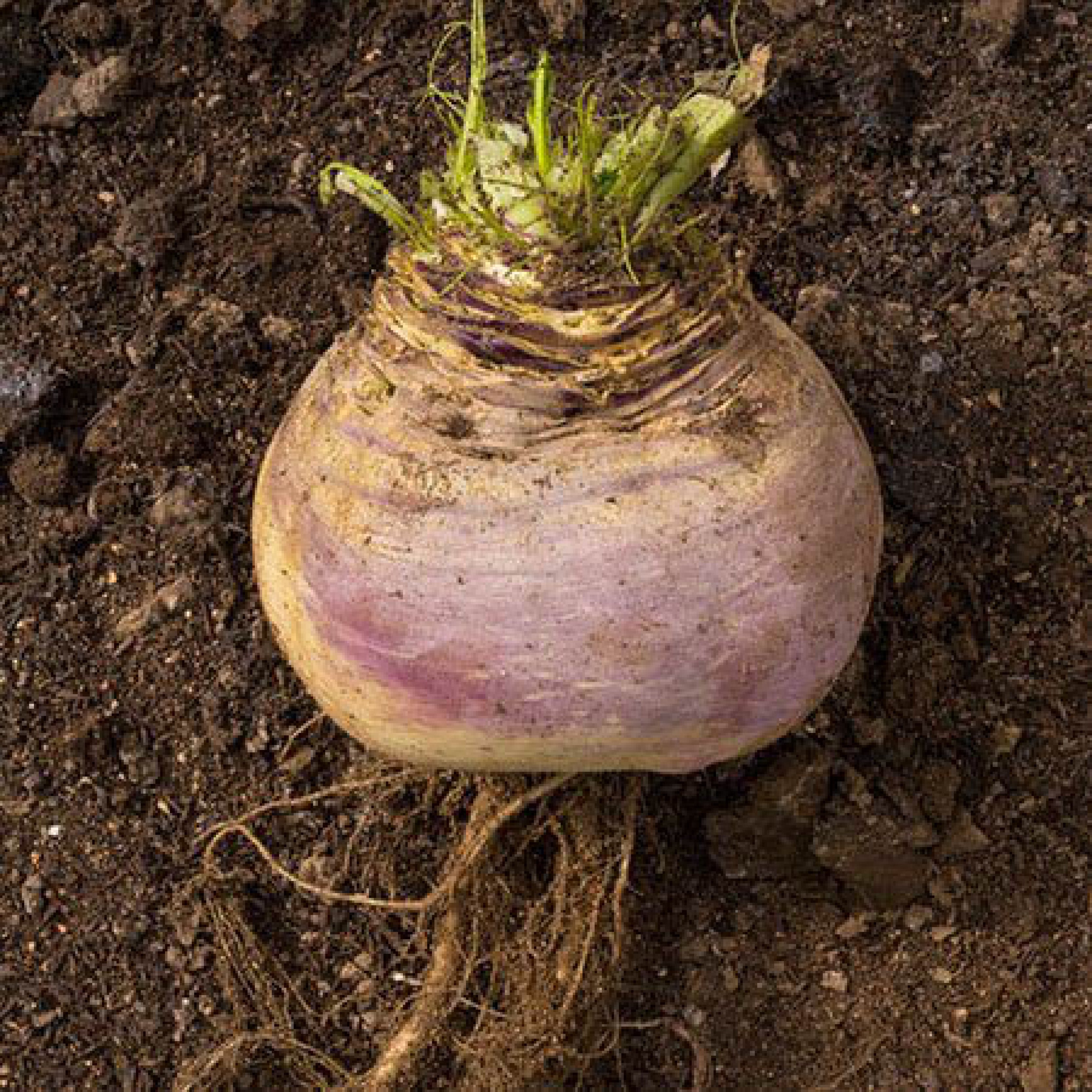 American Purple Top – Clifton Seed Company