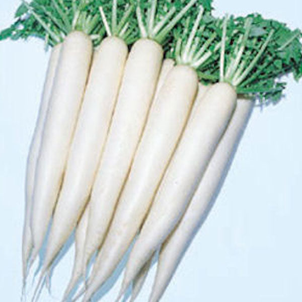 April Cross – Clifton Seed Company