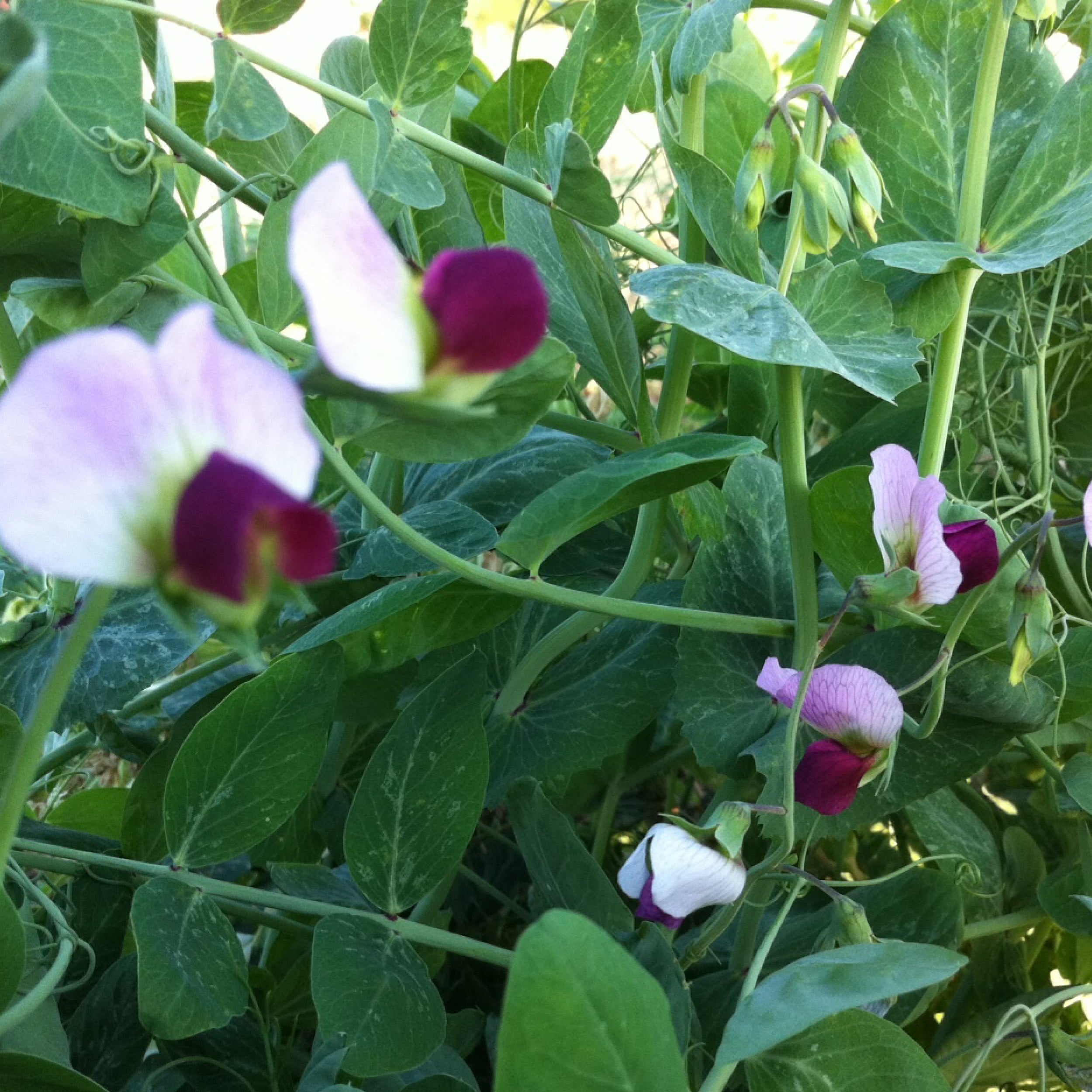Austrian Winter Pea – Clifton Seed Company