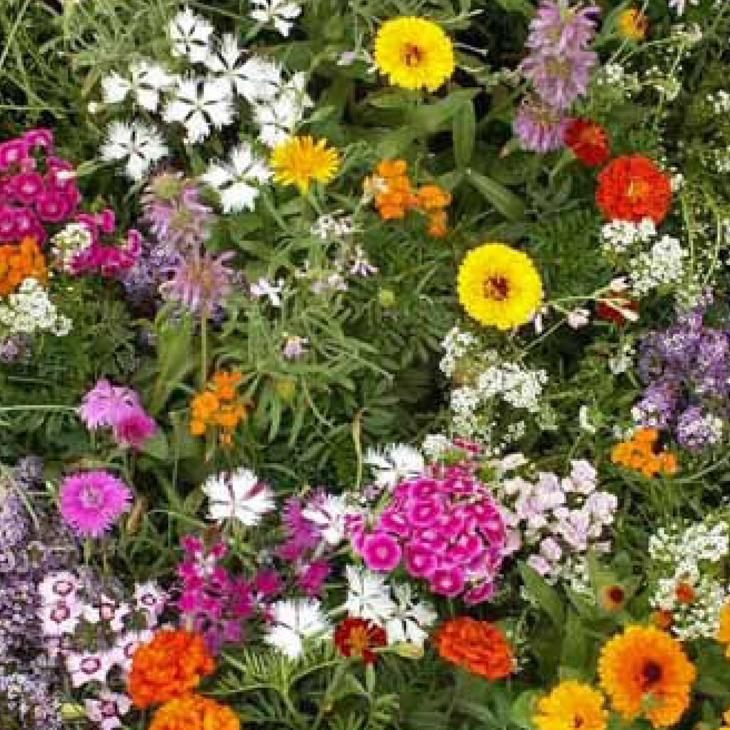 Beneficial Insectary Mix – Clifton Seed Company