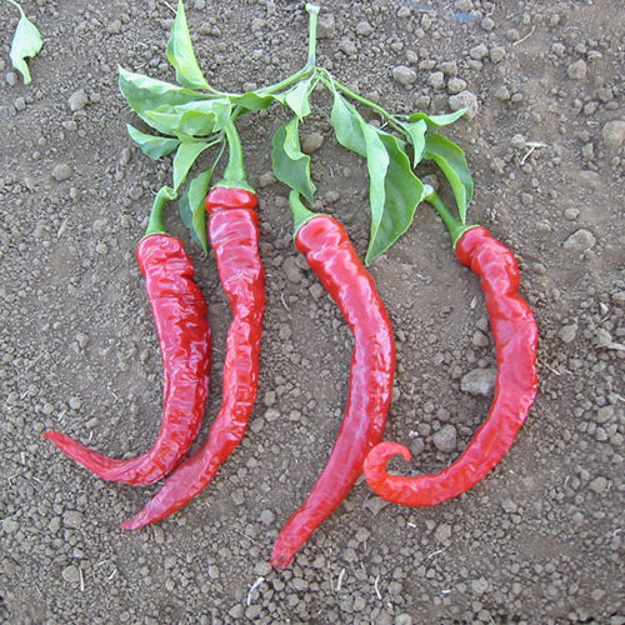 Cayenne Red Thick – Clifton Seed Company