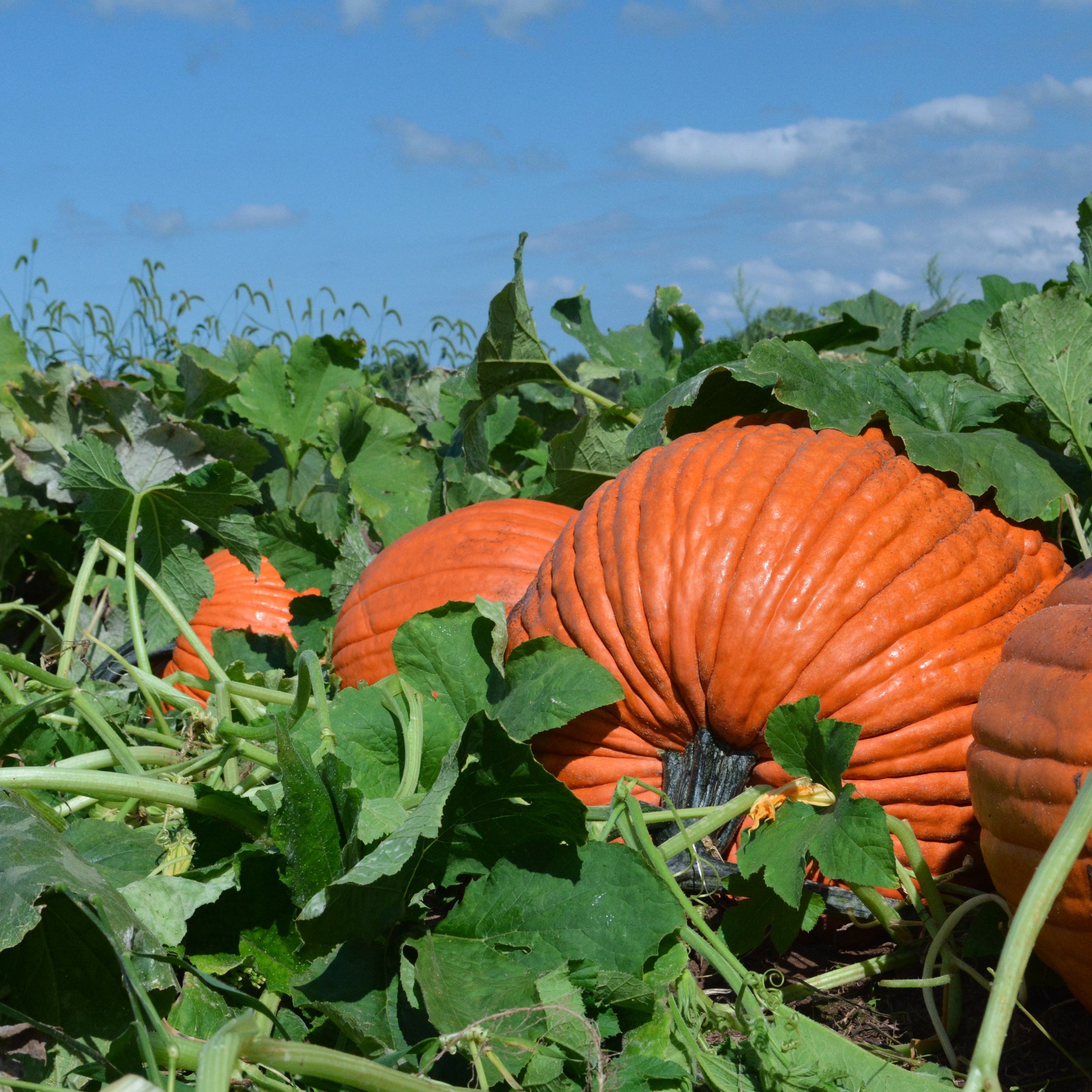 Denali F1 – Clifton Seed Company