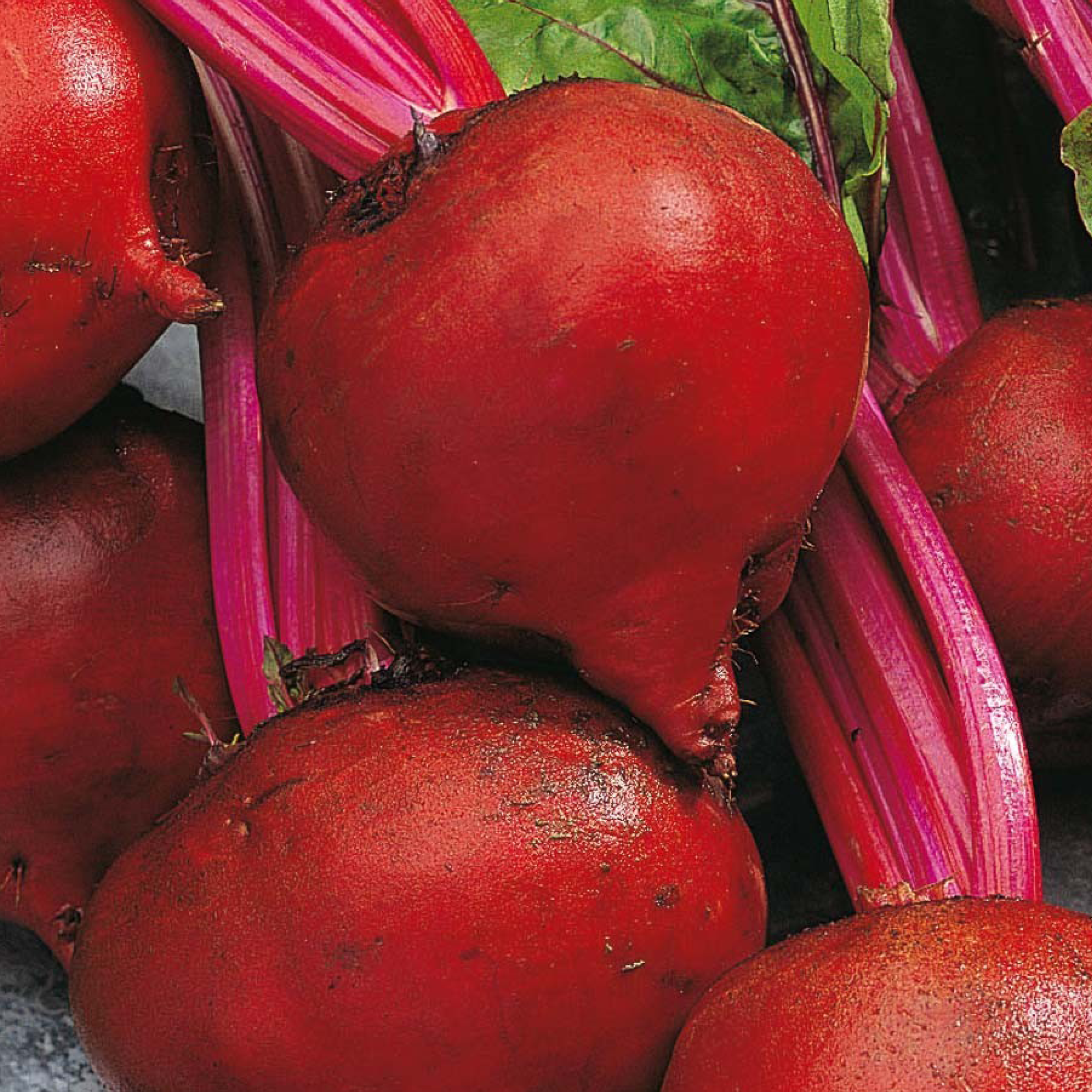 Detroit Dark Red – Clifton Seed Company