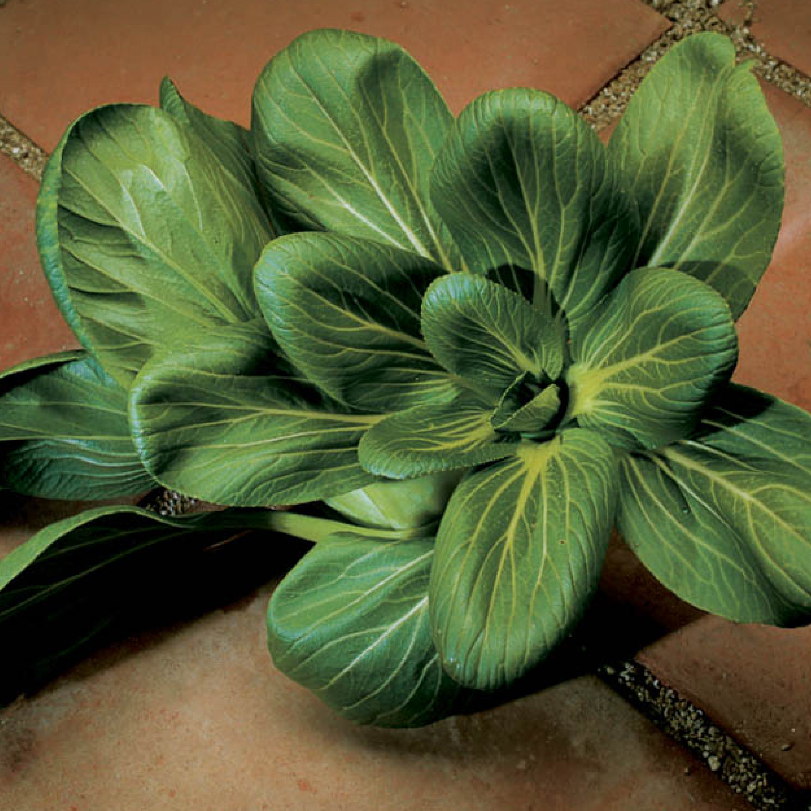 Feng Qing Choi, SALE – Clifton Seed Company