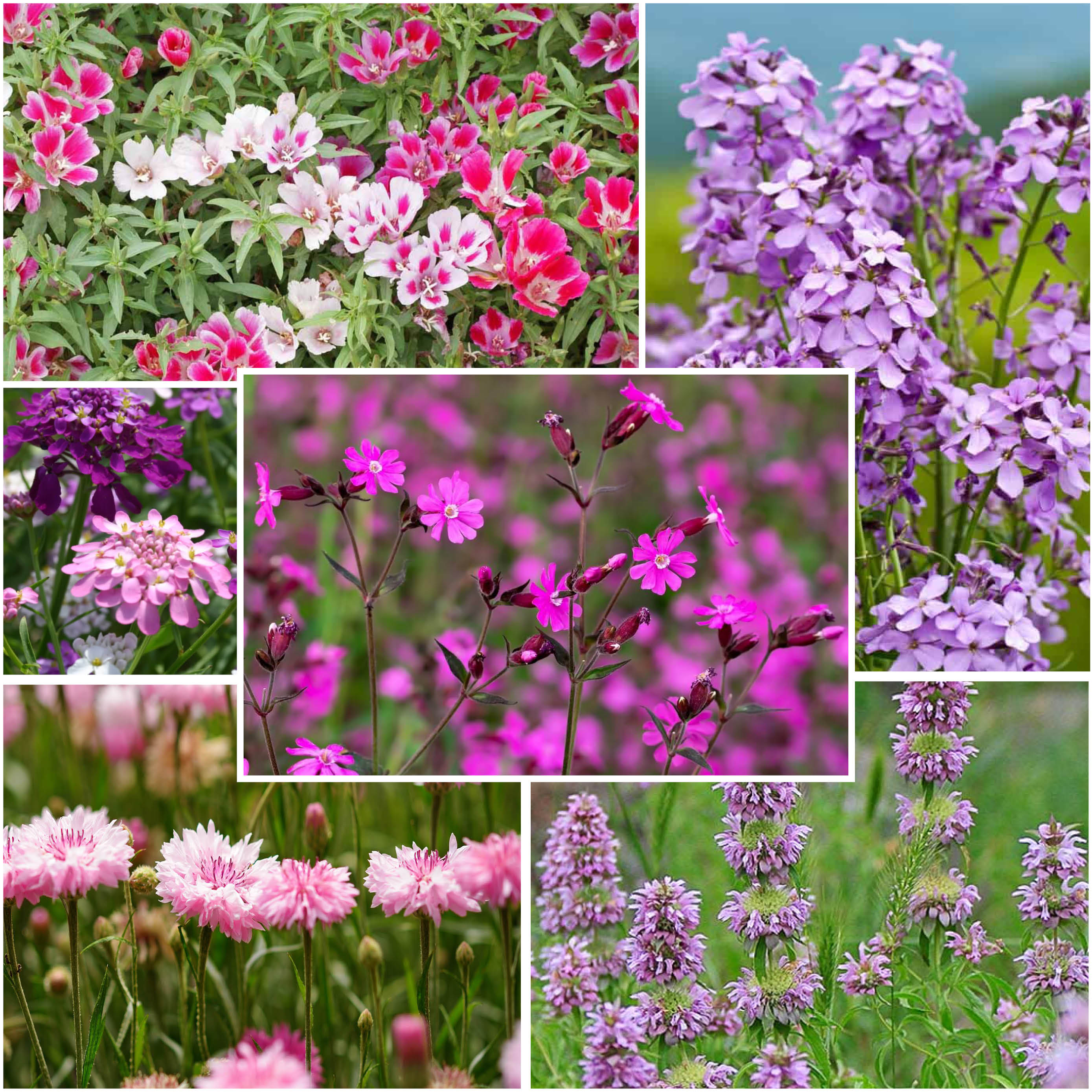 Forever Pink Mix – Clifton Seed Company