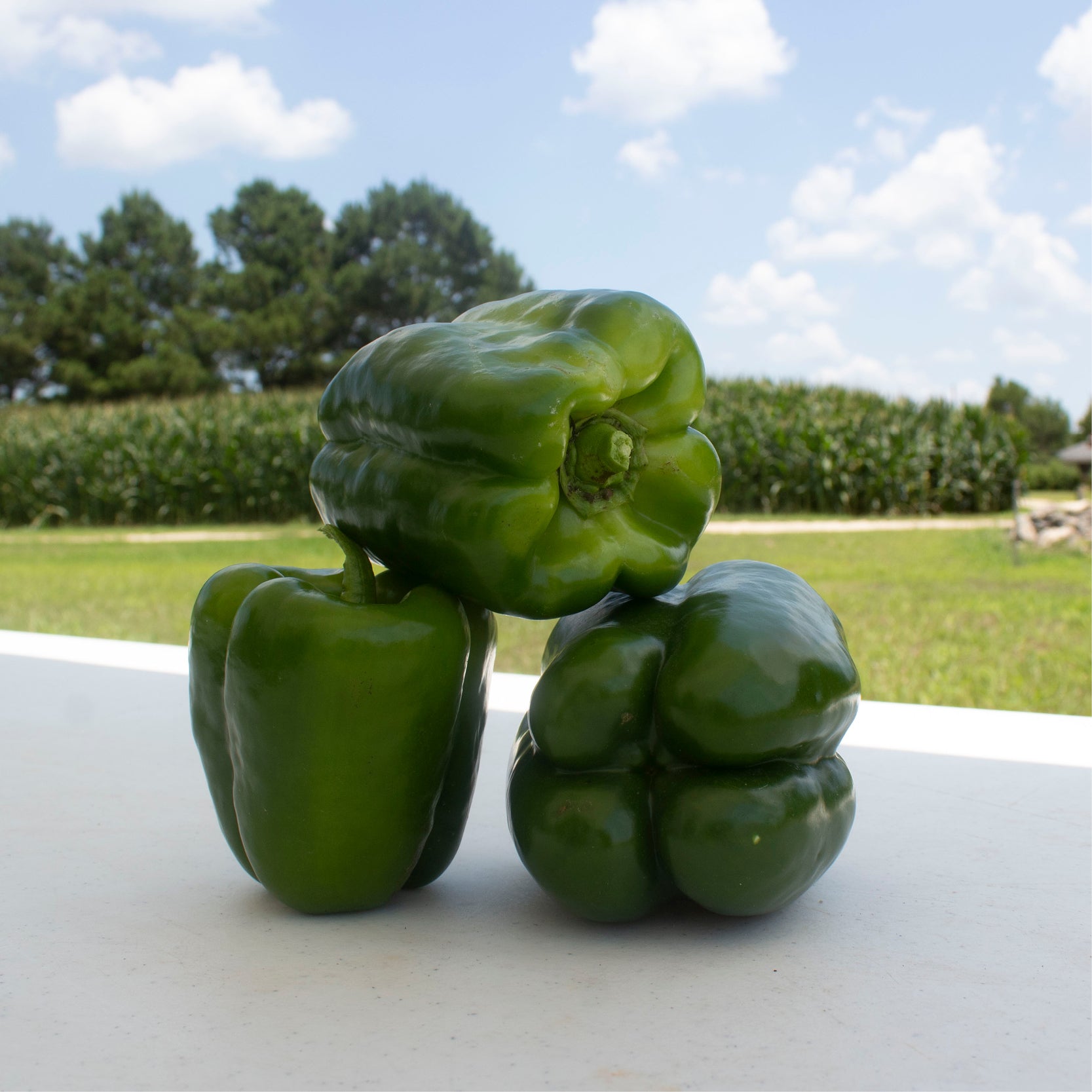 Green Flash – Clifton Seed Company