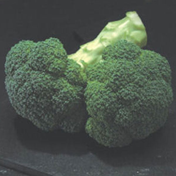 Gypsy – Clifton Seed Company