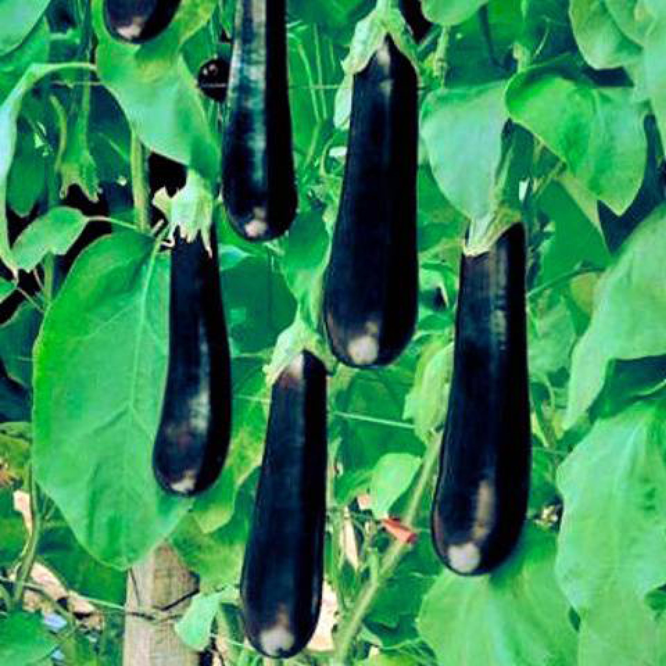 Megal – Clifton Seed Company