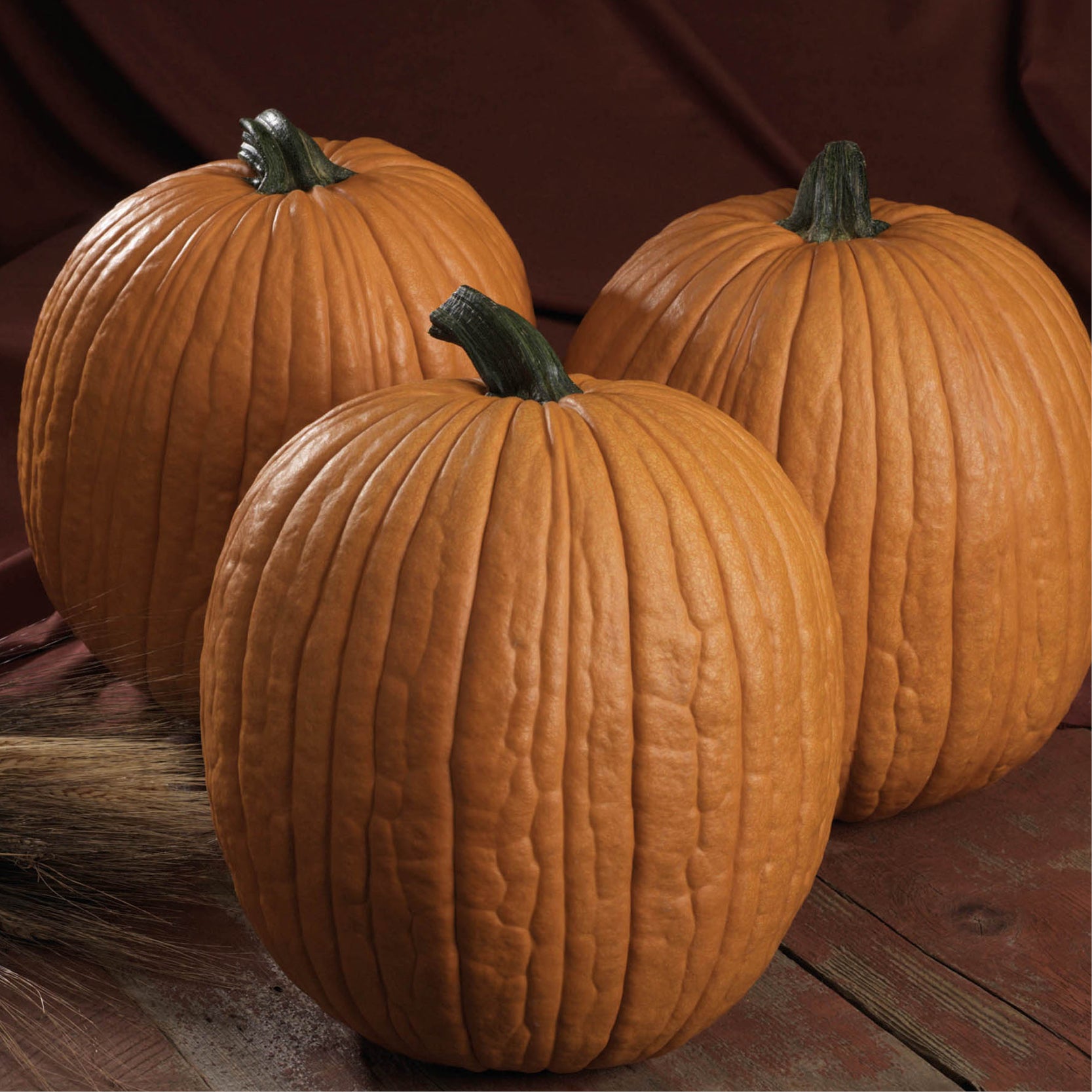 Mr. Wrinkles – Clifton Seed Company