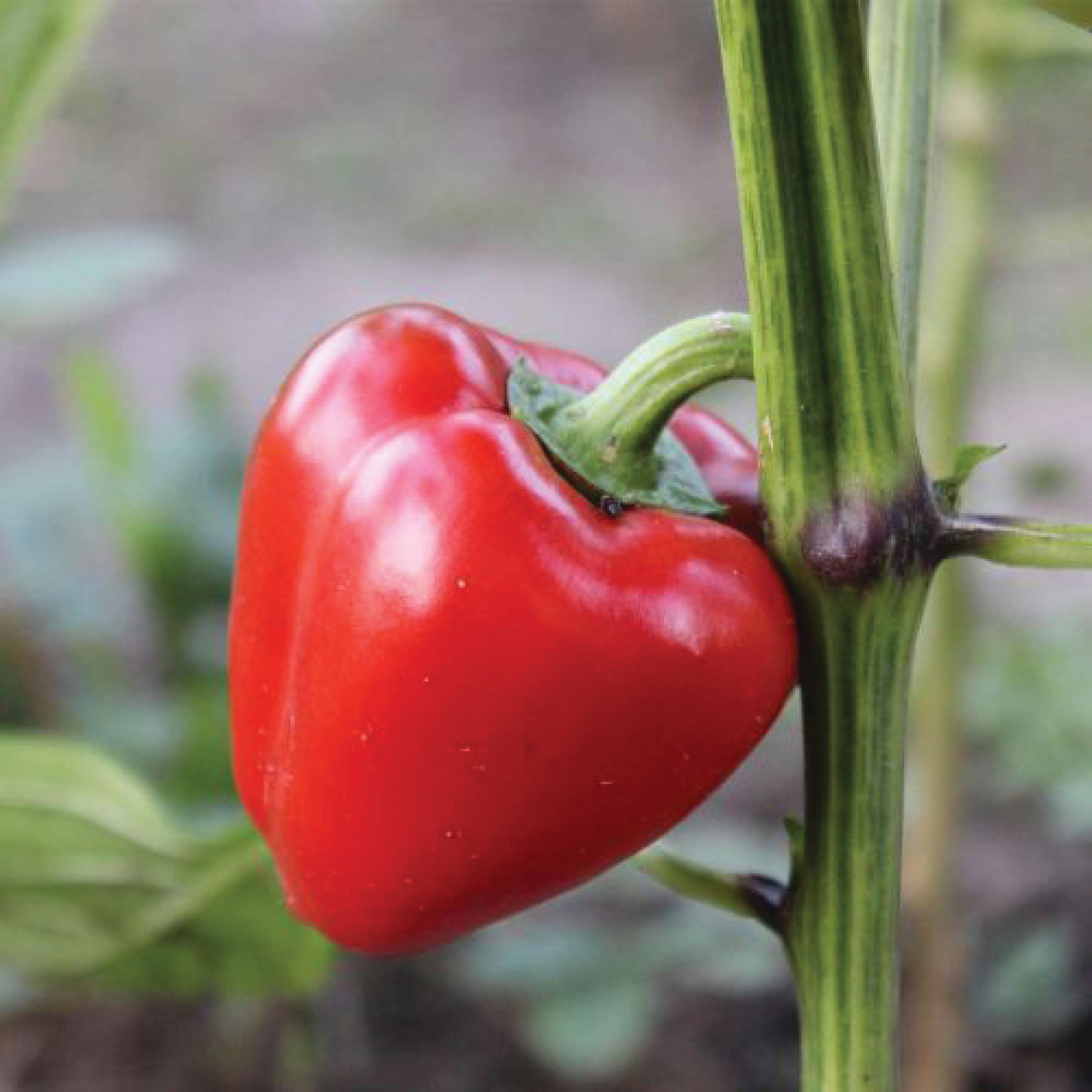 Pimento – Clifton Seed Company