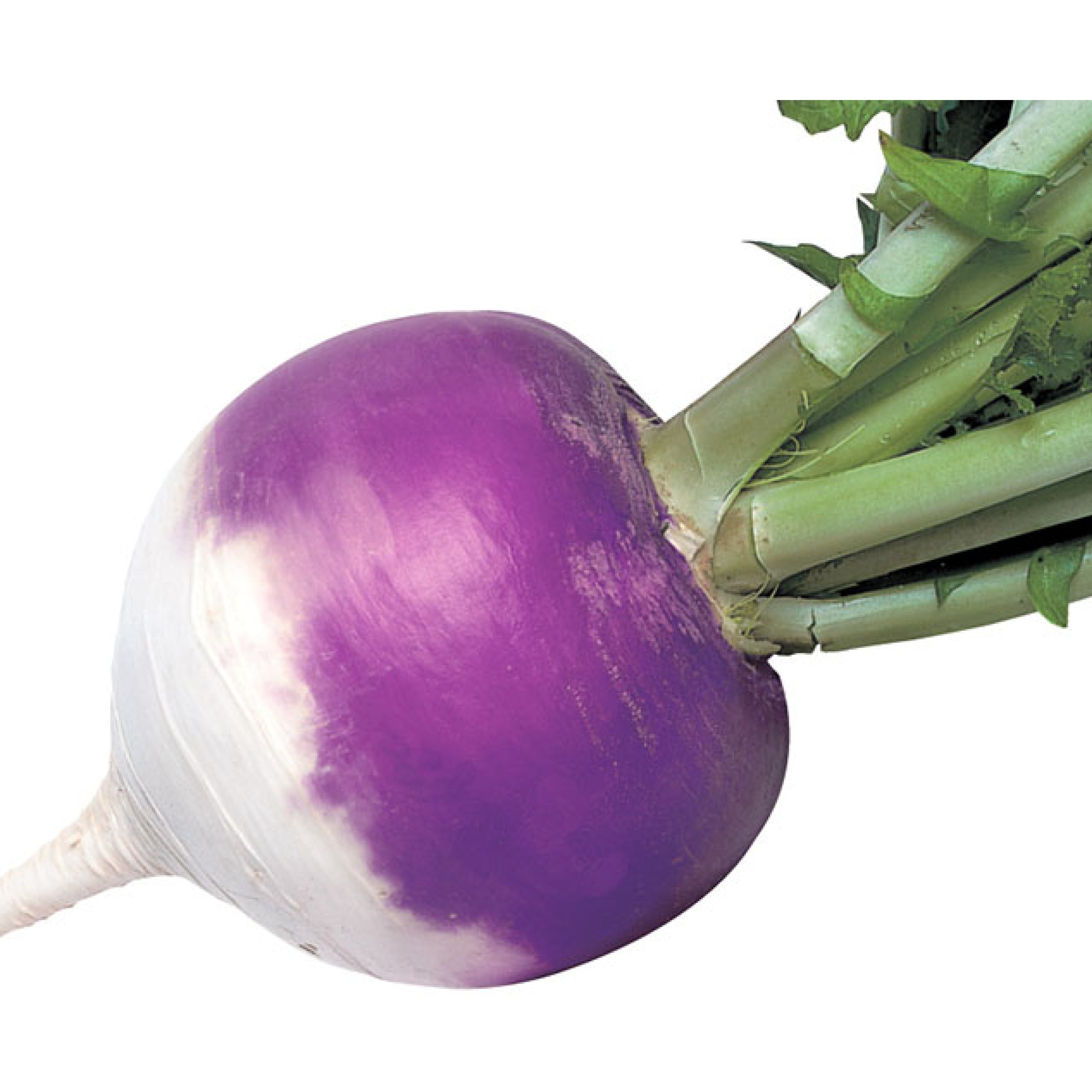 Purple Prince – Clifton Seed Company