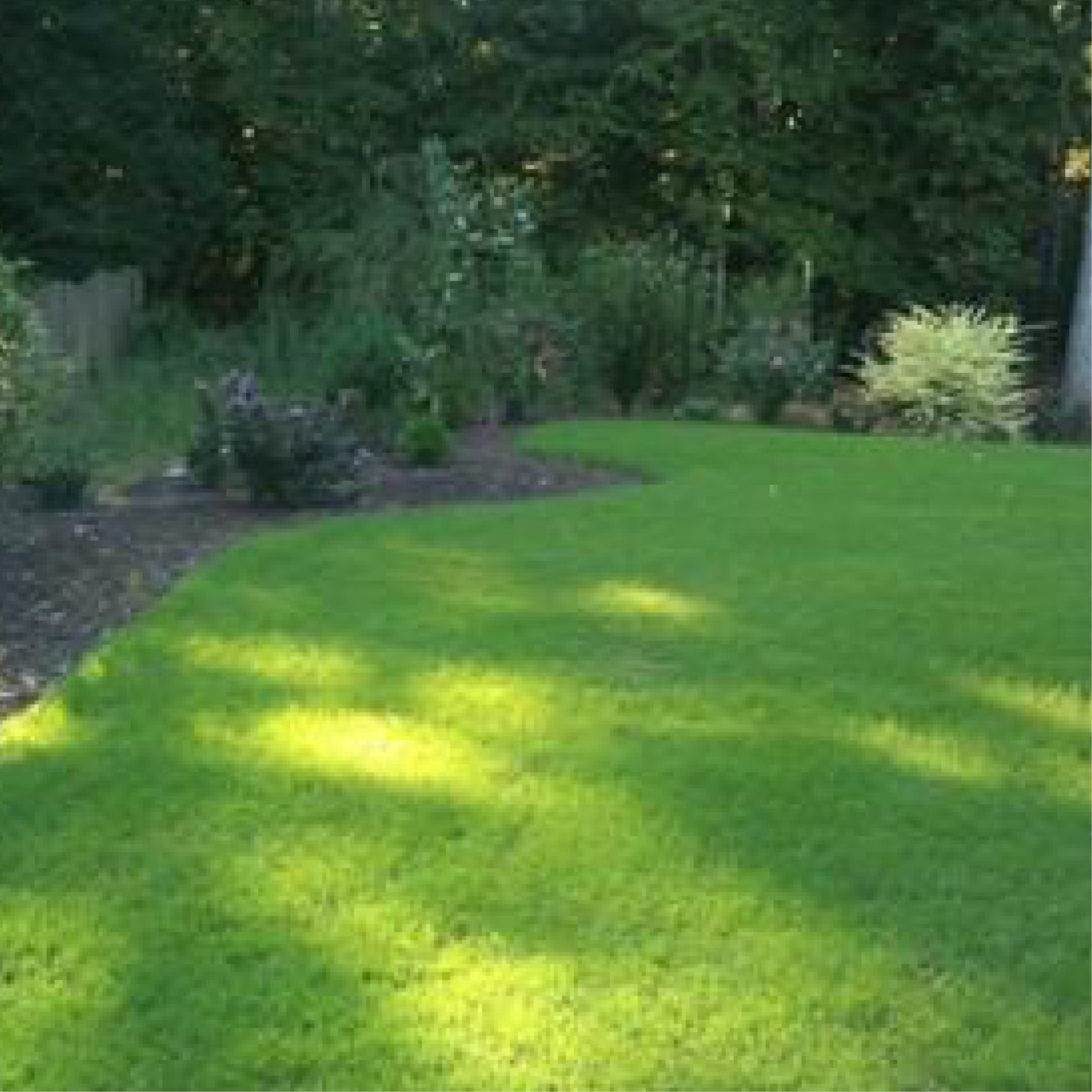 Sahara II Bermuda – Clifton Seed Company