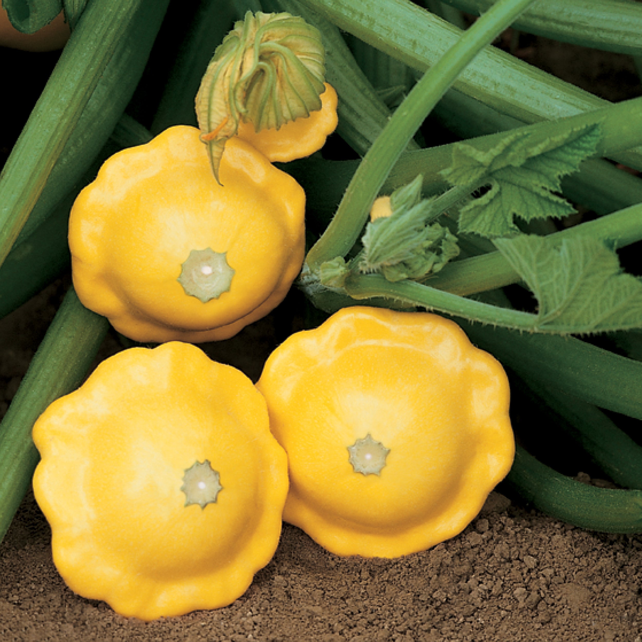 Sunburst – Clifton Seed Company