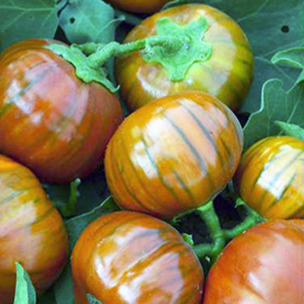 Turkish Orange – Clifton Seed Company