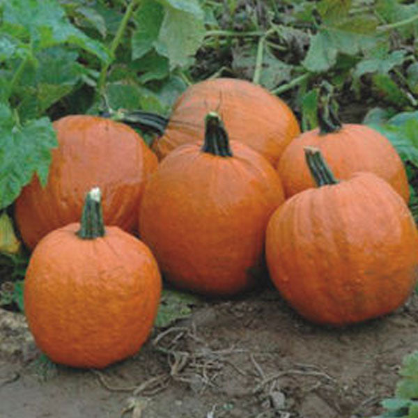 Warlock, SALE – Clifton Seed Company