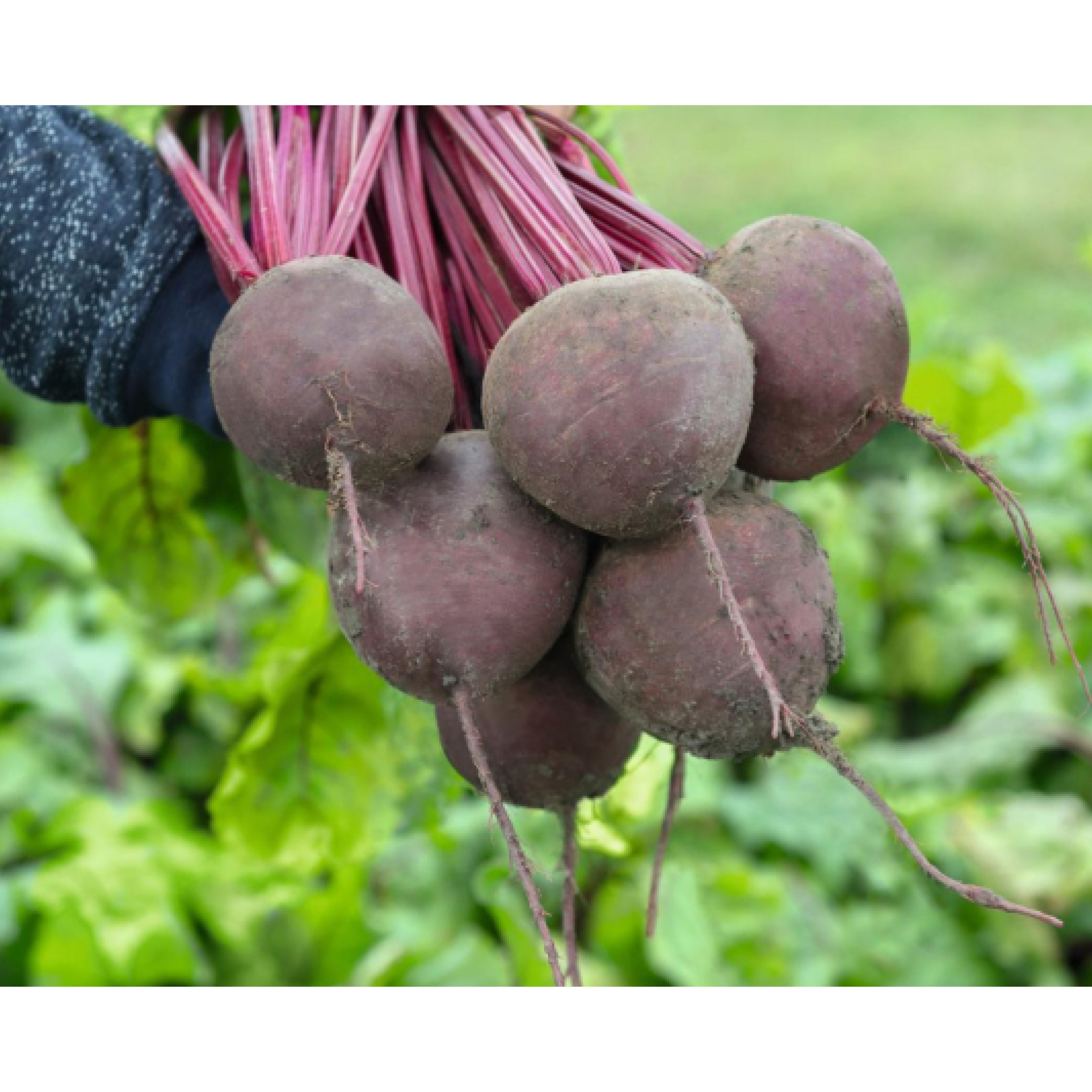 Bohan – Clifton Seed Company